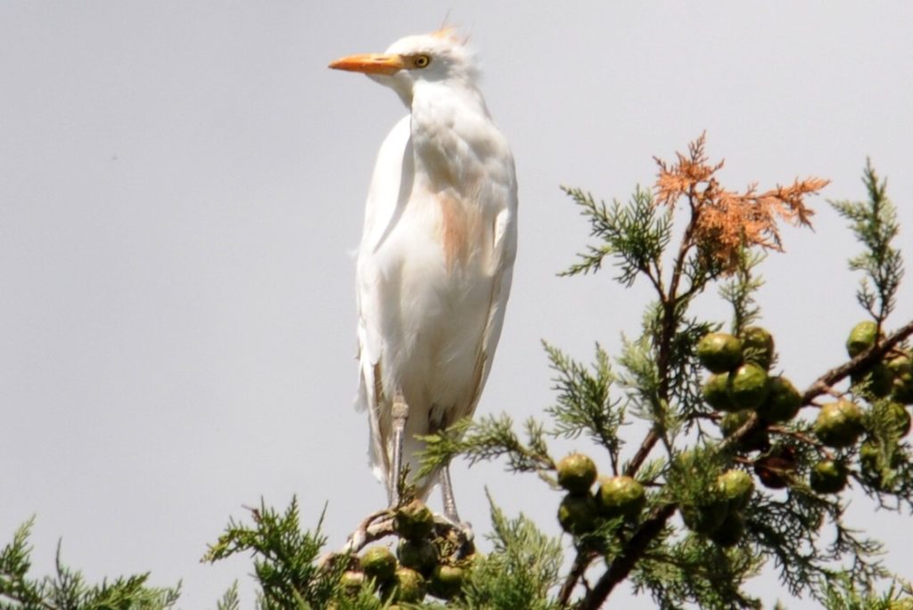 Nabil Nasser-Aldin - World Virtual Museum | Artist and art from all ...