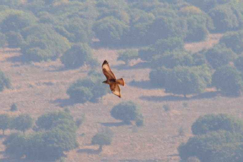 Nabil Nasser-Aldin - World Virtual Museum | Artist and art from all ...